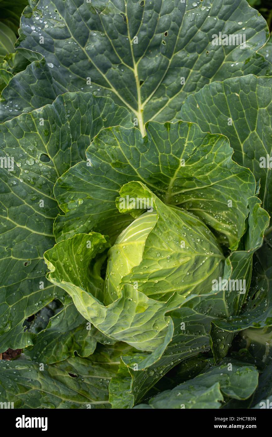 Fresh ground-cabbage close-up. Organic cabbage from the farm. Growing ...