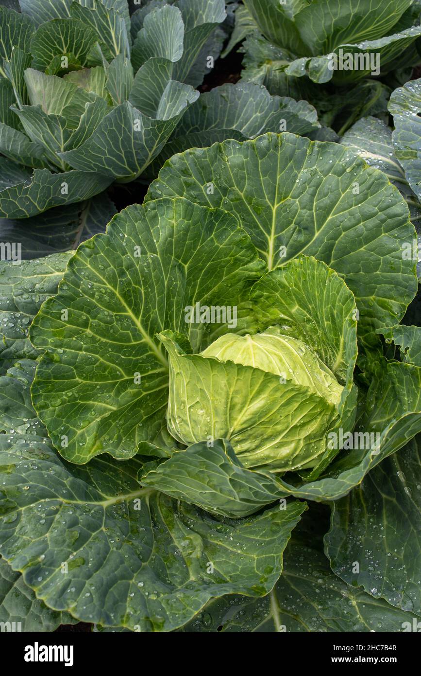 Fresh ground-cabbage close-up. Organic cabbage from the farm. Growing ...