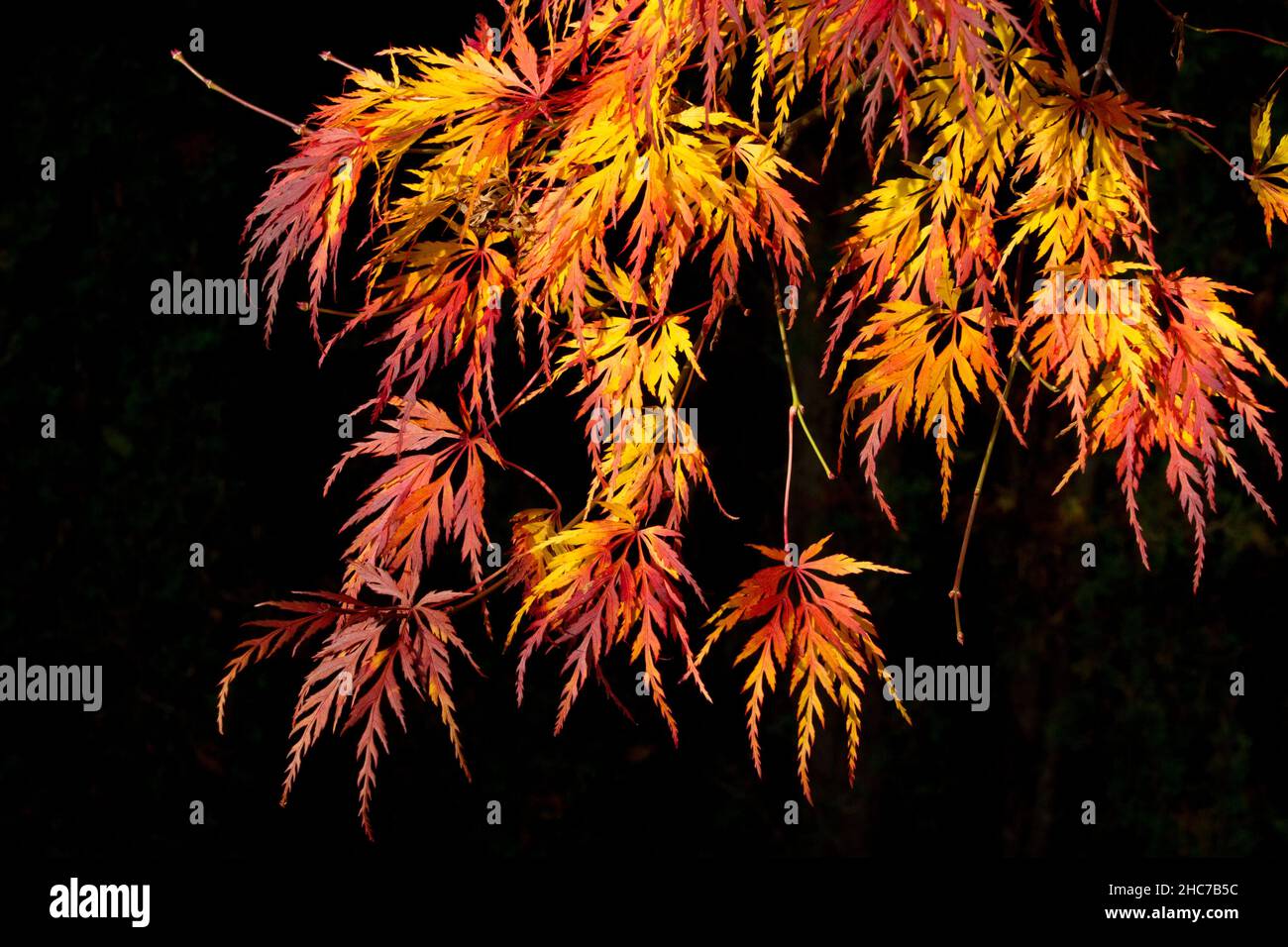 Acer palmatum garden hi-res stock photography and images - Alamy