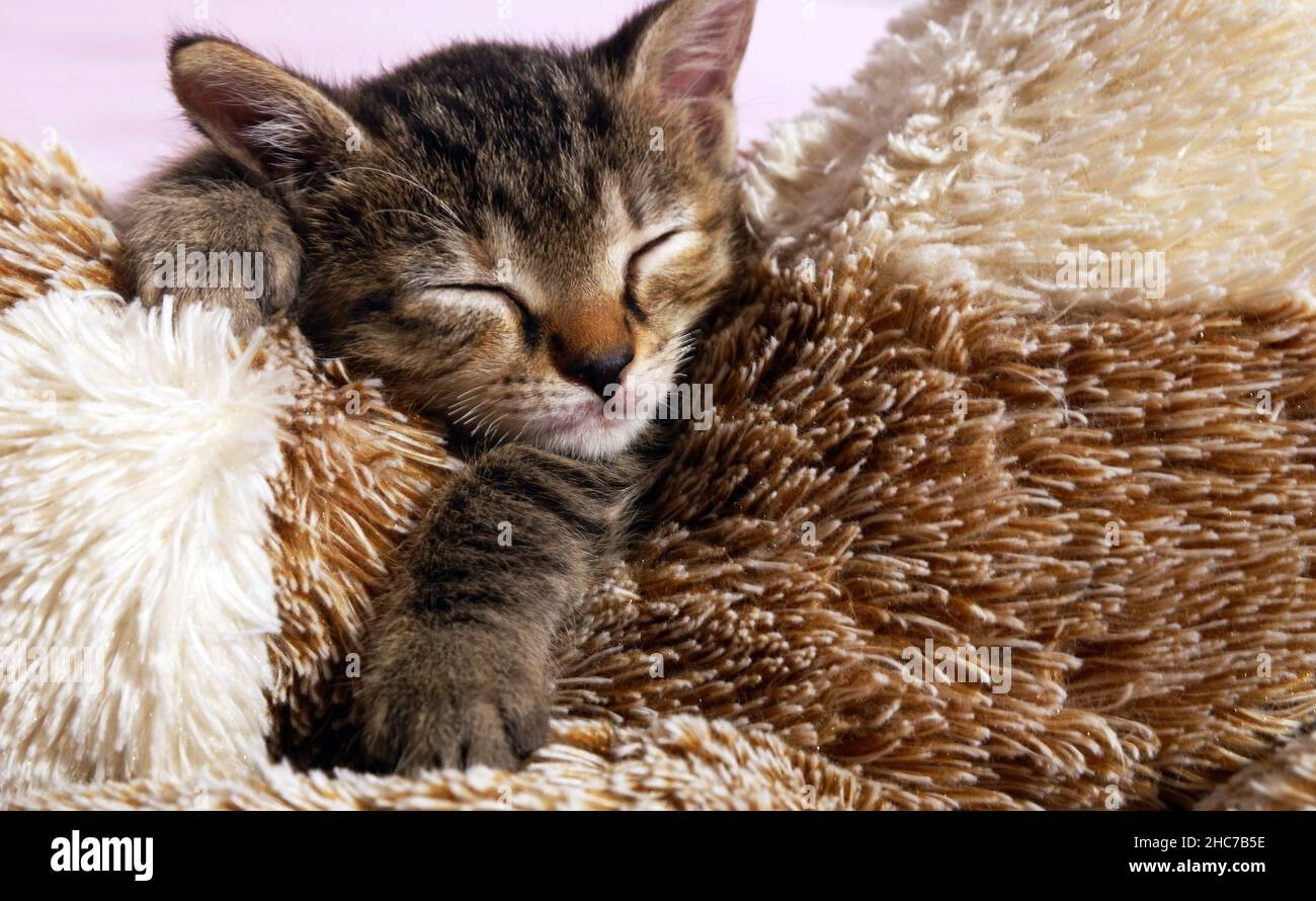 Cute baby cat hi-res stock photography and images - Alamy