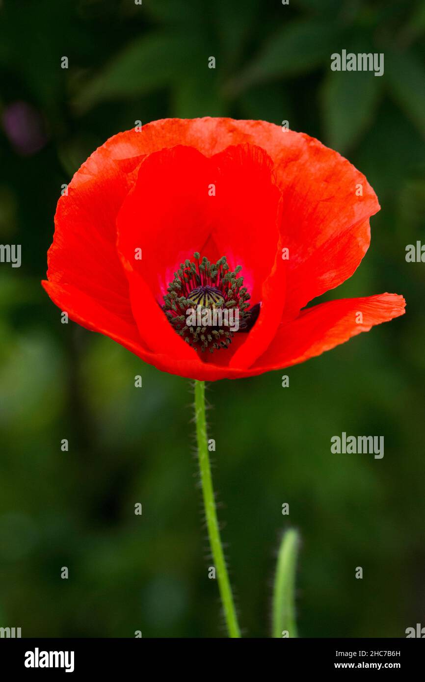 Garden red poppy hi-res stock photography and images - Alamy