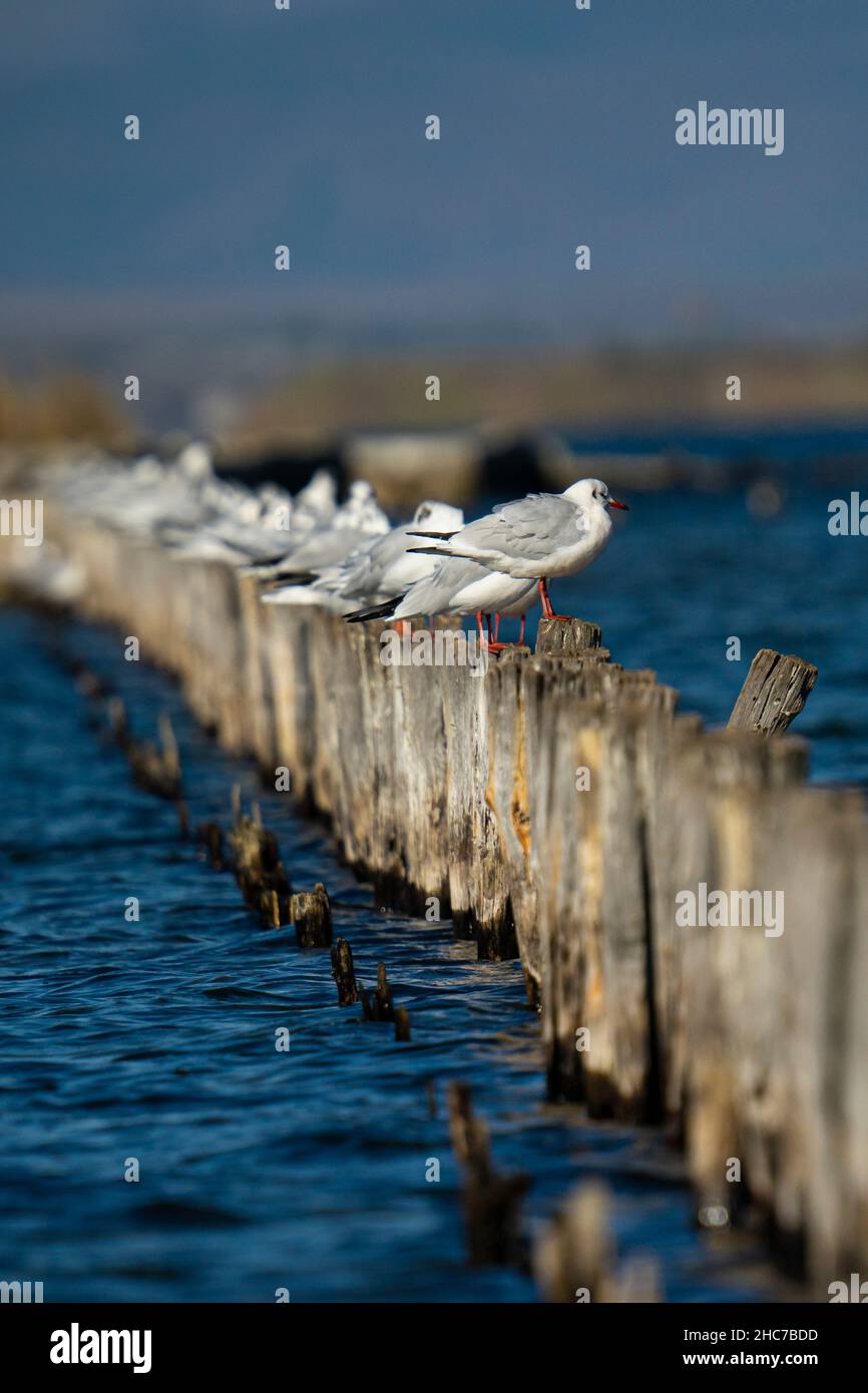 Vertical shot of a bunch of seagulls at a beach during the day Stock ...