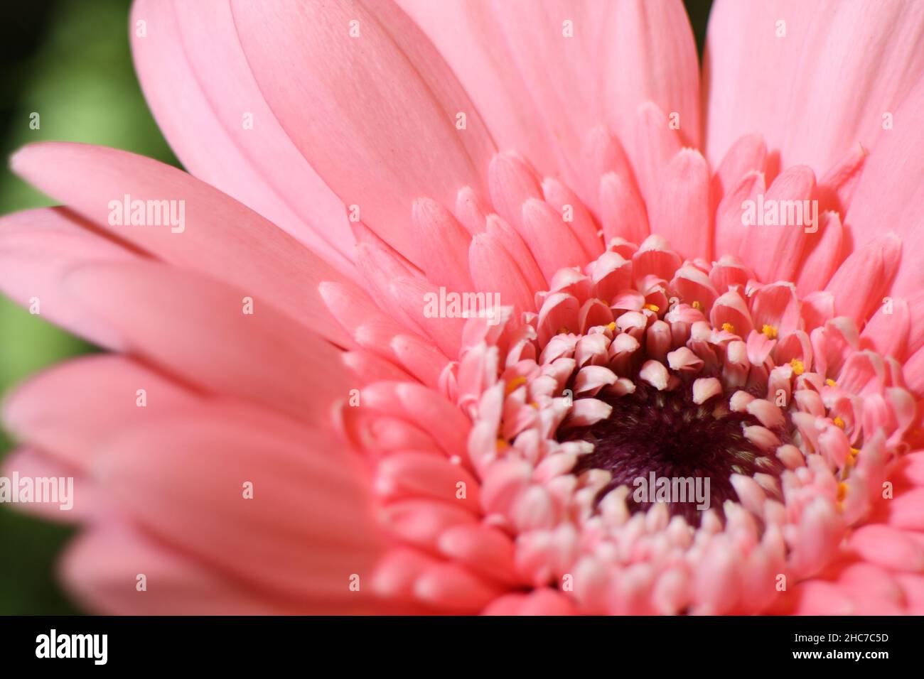 Pink Gerbera Closeup Stock Photo - Alamy