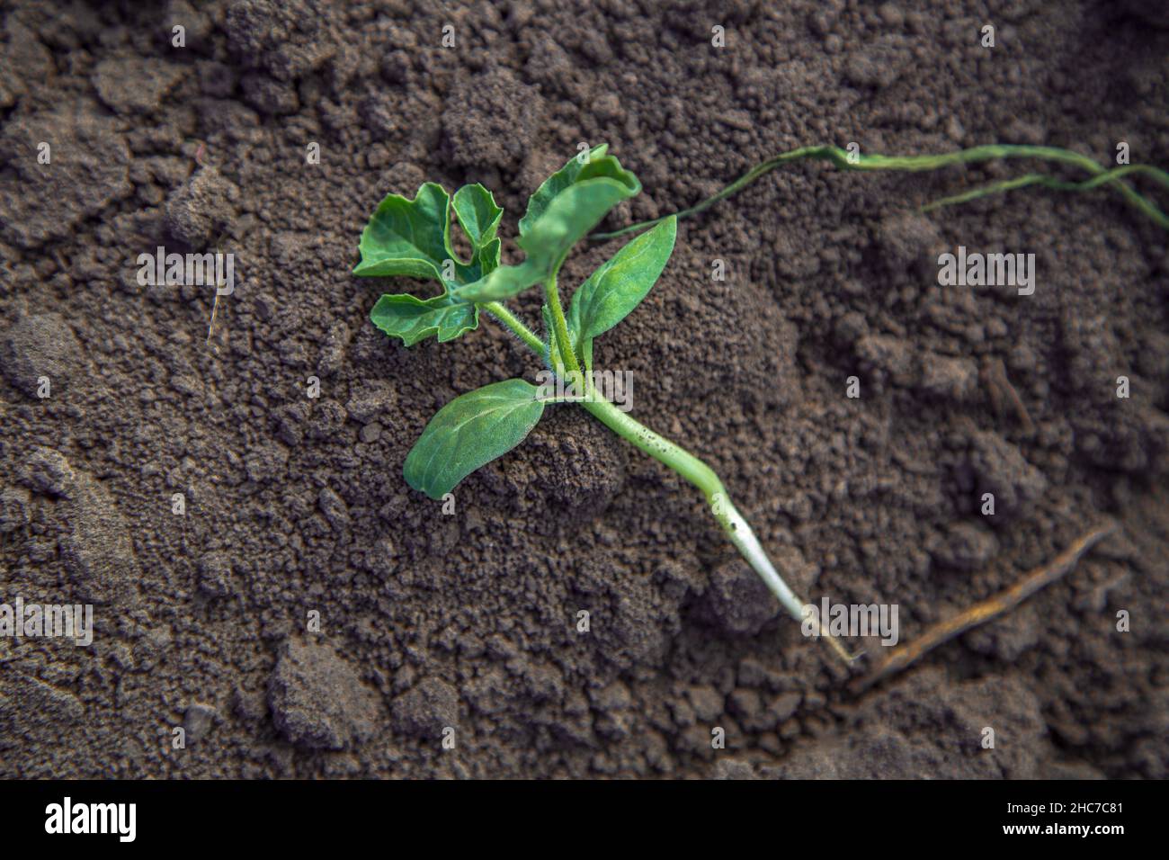 young watermelon seedlings growing on the vegetable bed Stock Photo - Alamy