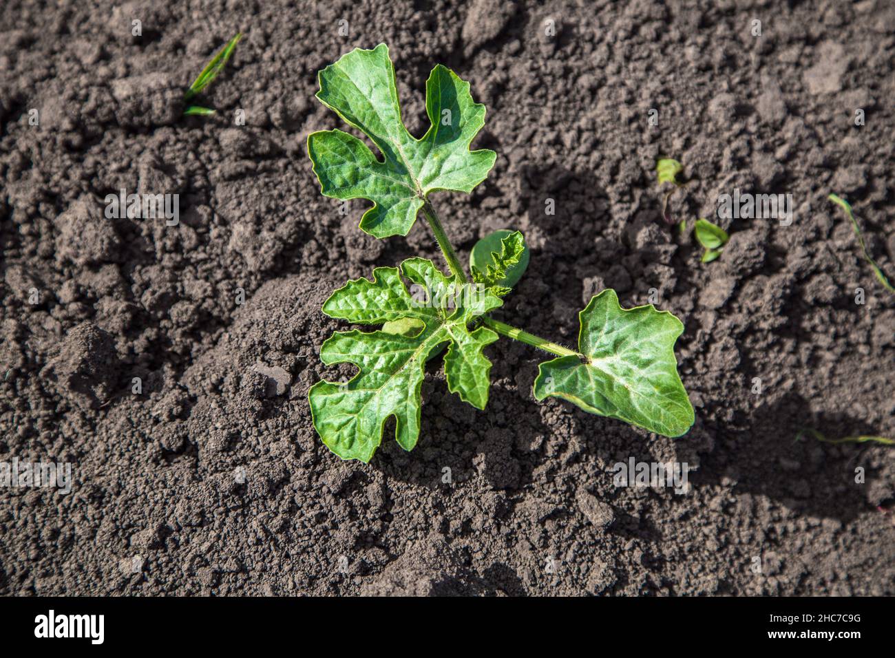 Watermelon seedling hi-res stock photography and images - Alamy