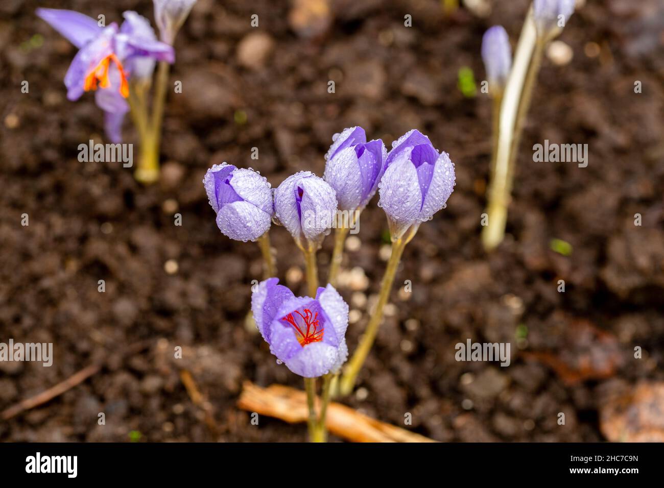 close-up of saffron flowers in rain drops Stock Photo - Alamy