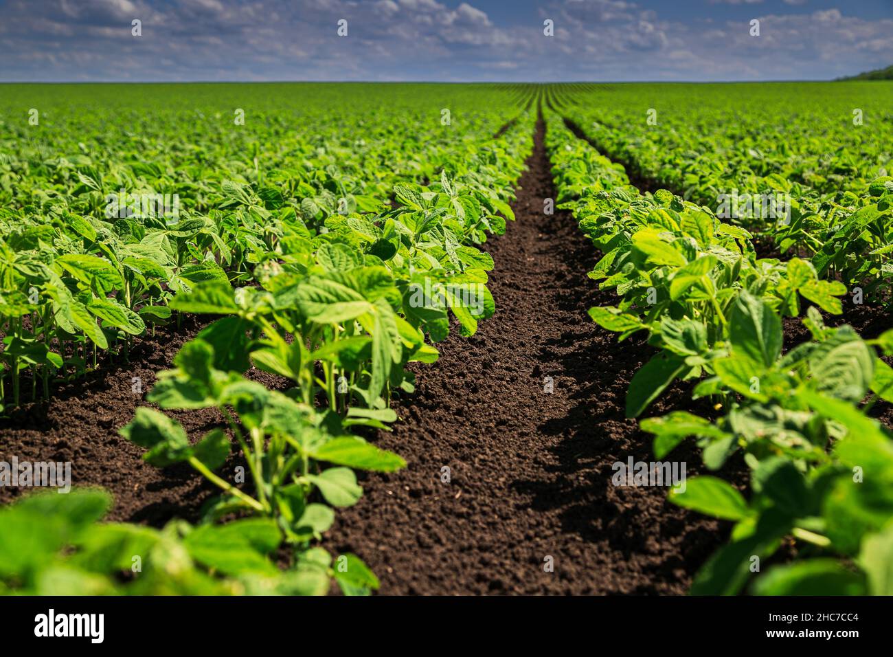 Soybean field ripening at spring season, agricultural landscape Stock ...