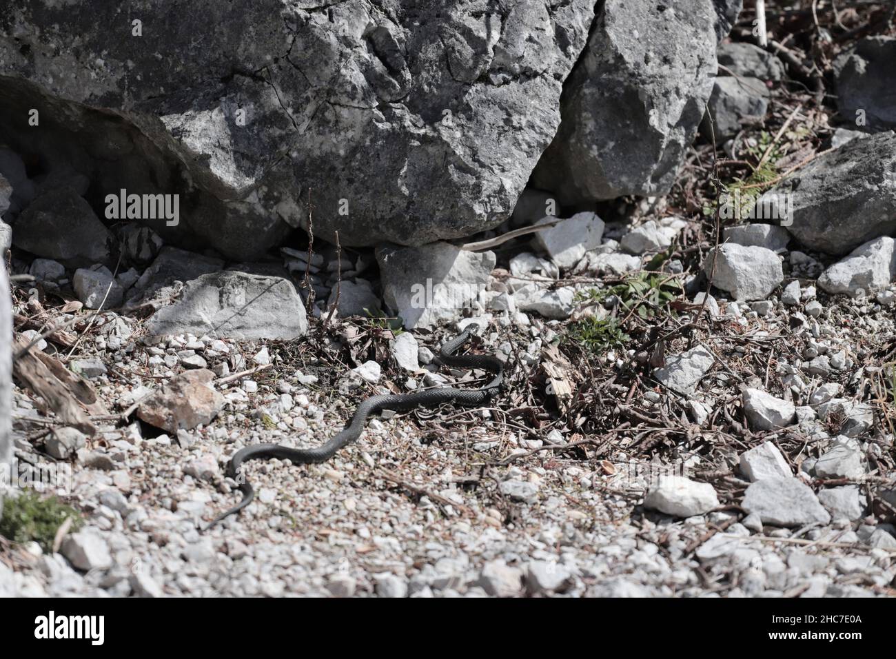 Wild black sand snake on the rocks under light Stock Photo - Alamy