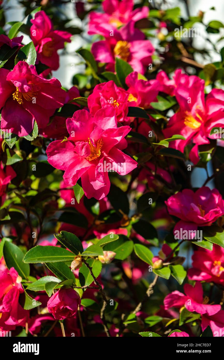 Bright pink flowers on the Gardenia tree Stock Photo - Alamy