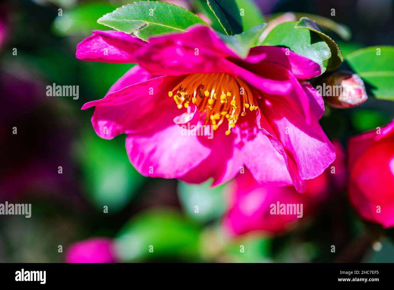 Bright pink flowers on the Gardenia tree Stock Photo - Alamy