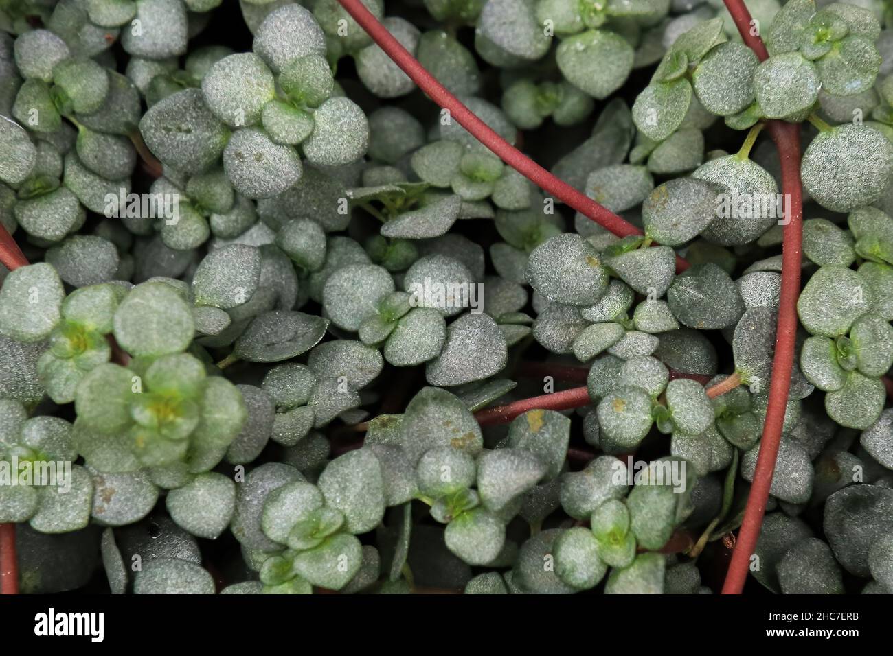 Macro of the leaves and stems on a Baby Tears plant Stock Photo - Alamy