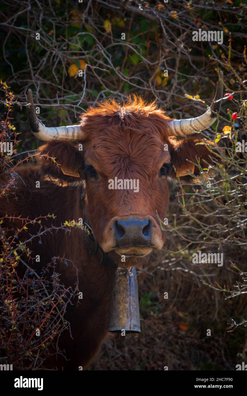 Close-up of a cow's head in bushes with a cowbell hanging from its neck ...