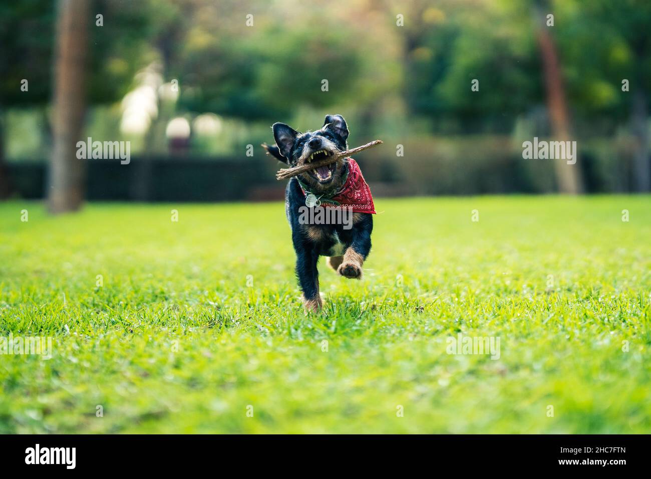 Dog running while carrying a stick with the mouth in a park Stock Photo ...