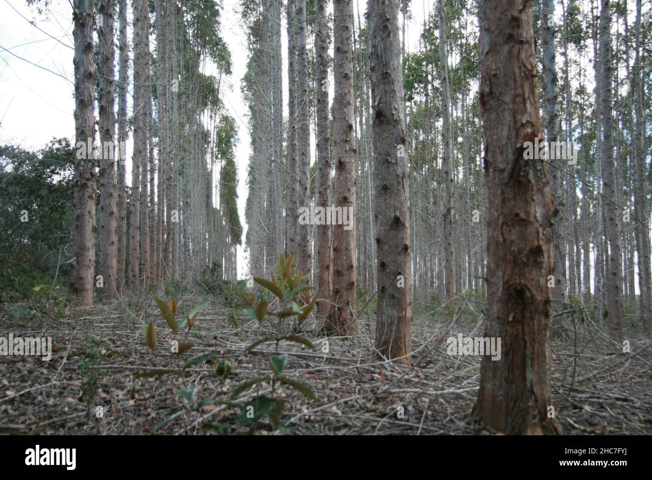 eunapolis, bahia, brazil - july 30, 2008: eucalyptus tree plantation ...