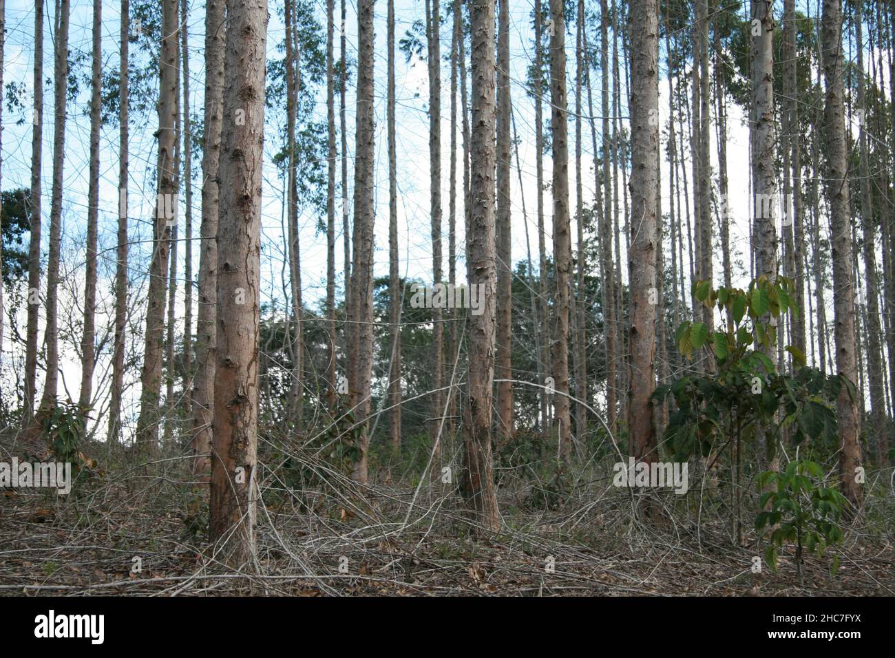 eunapolis, bahia, brazil - july 30, 2008: eucalyptus tree plantation ...
