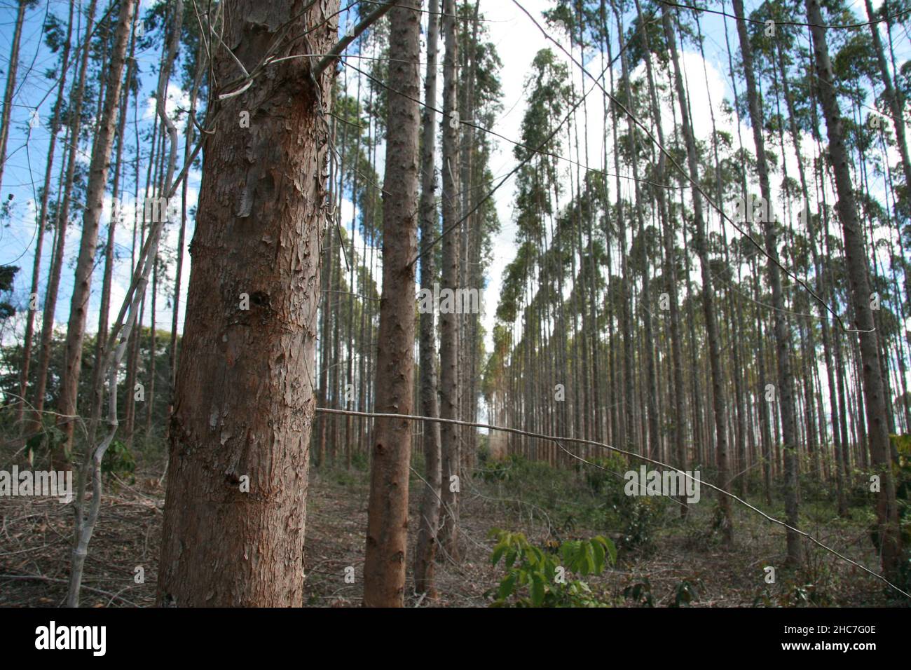 eunapolis, bahia, brazil - july 30, 2008: eucalyptus tree plantation ...