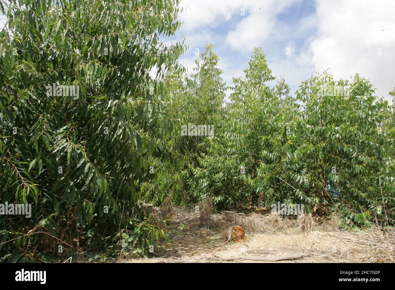 eunapolis, bahia, brazil - july 30, 2008: eucalyptus tree plantation ...