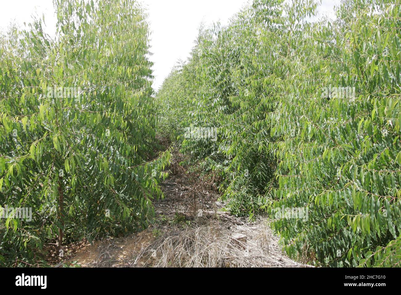 eunapolis, bahia, brazil - july 30, 2008: eucalyptus tree plantation ...