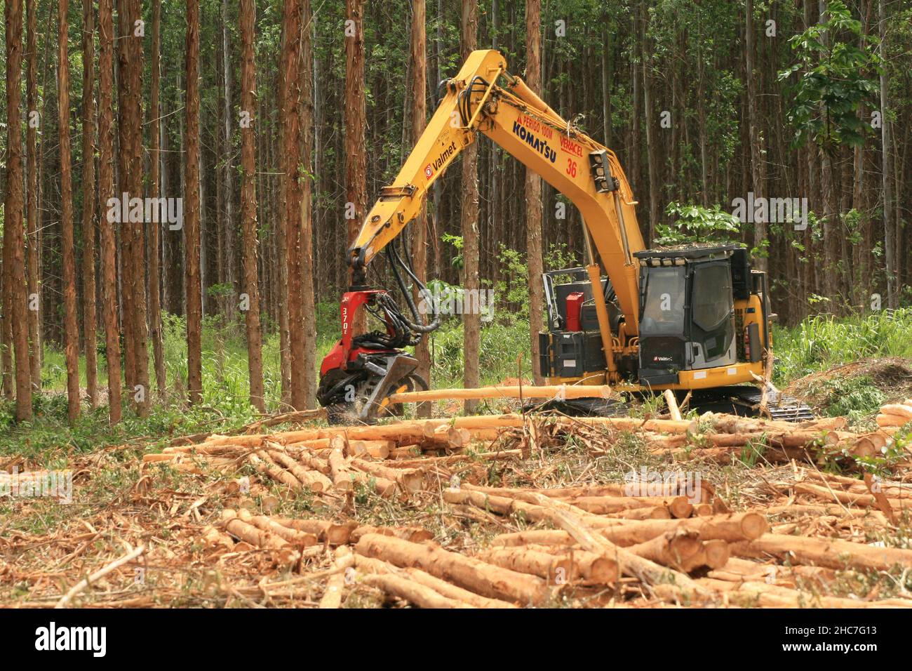 Forest of eucalyptus pulp and paper hi-res stock photography and images ...