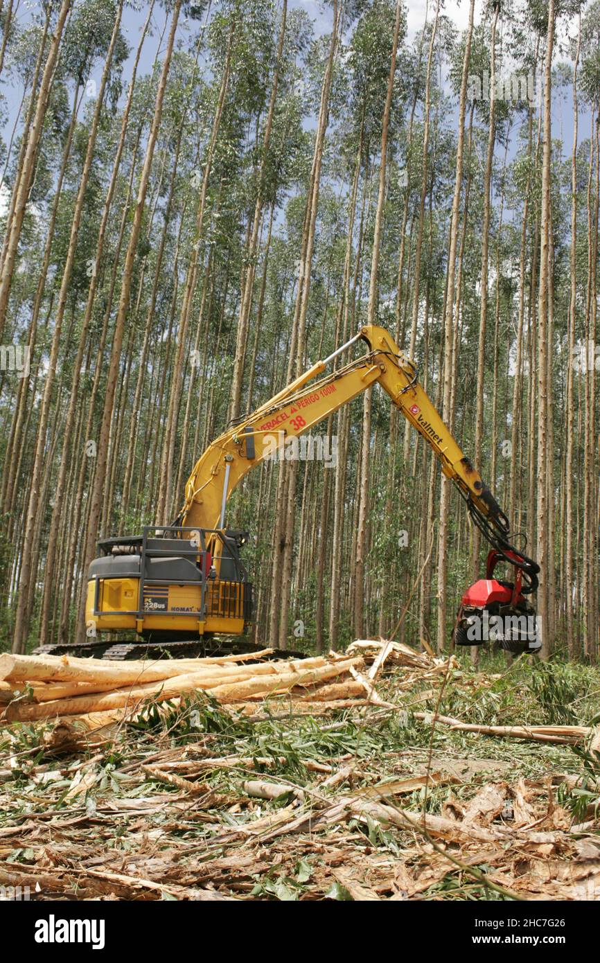 eunapolis, bahia, brazil - july 30, 2008: harvesting machine felling ...