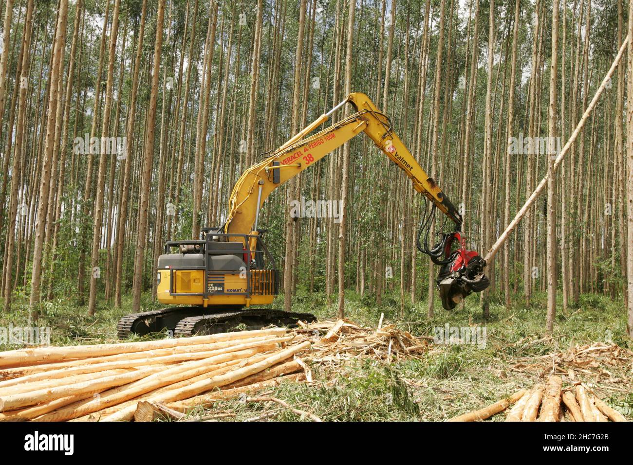 eunapolis, bahia, brazil - july 30, 2008: harvesting machine felling ...