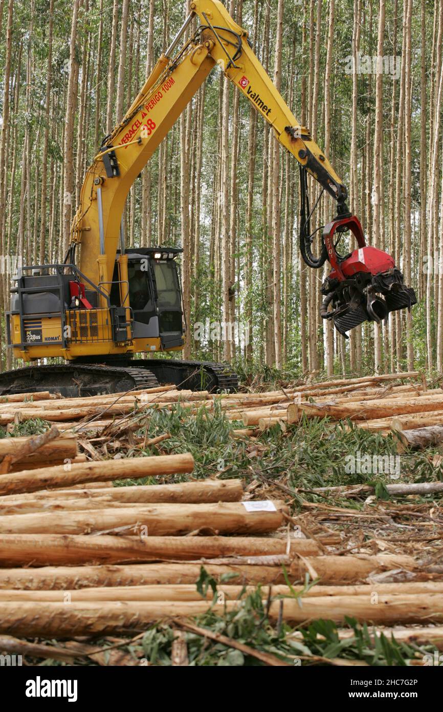eunapolis, bahia, brazil - july 30, 2008: harvesting machine felling ...