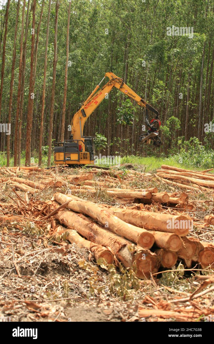 eunapolis, bahia, brazil - july 30, 2008: harvesting machine felling ...