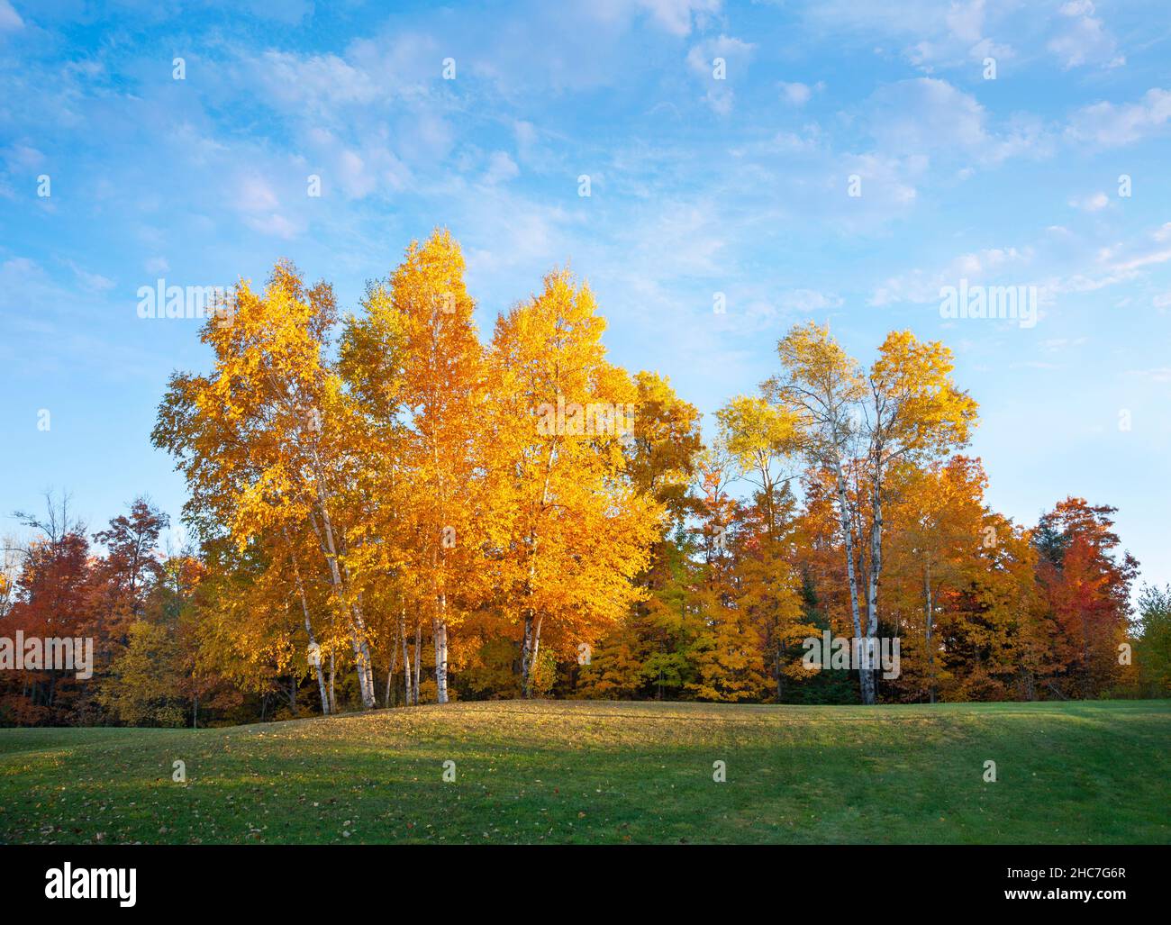 Beautiful birch and maple trees in autumn color in Michigan at sundown ...