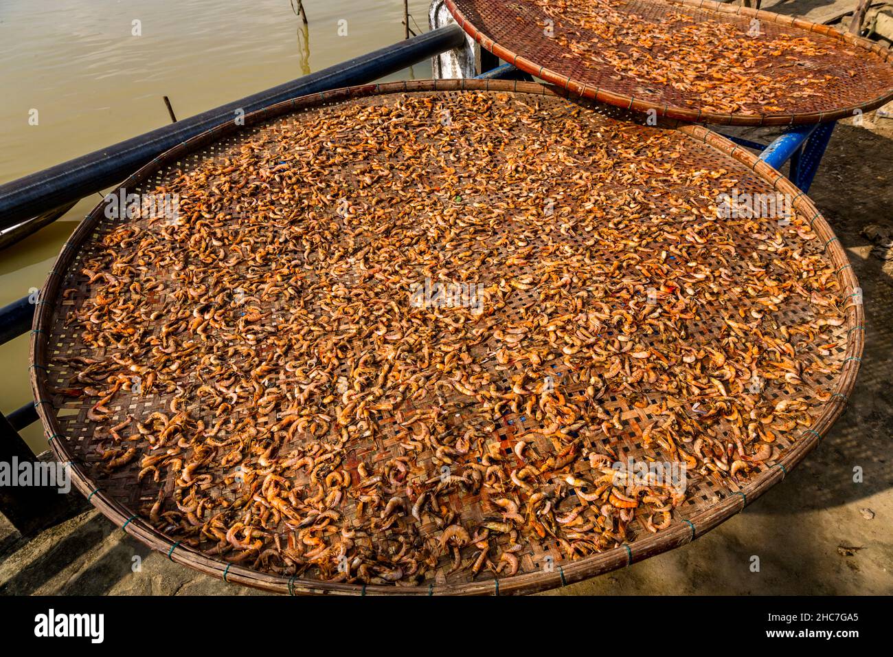 Small shrimp drying in the sun Stock Photo - Alamy