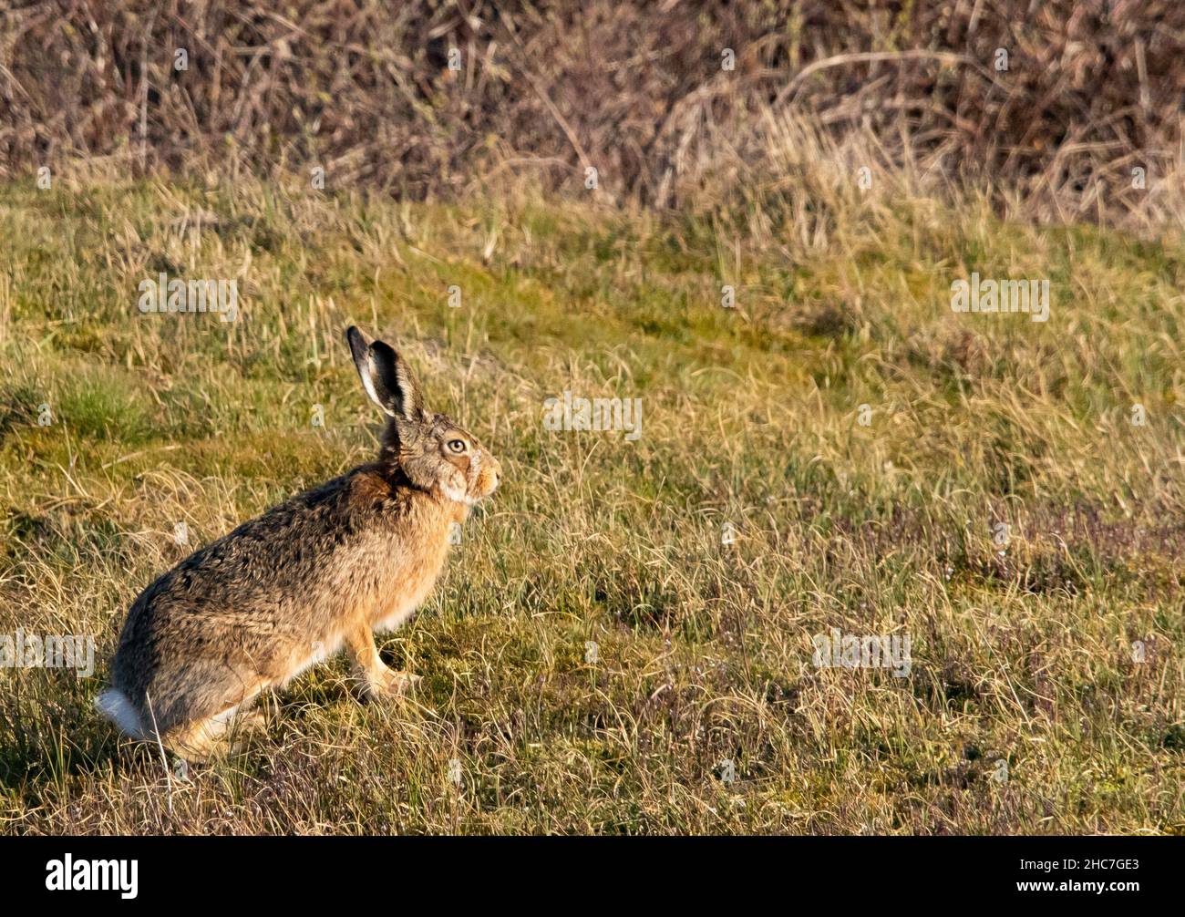 Wild brown rabbit captured in the dry grassland - animal concept Stock ...