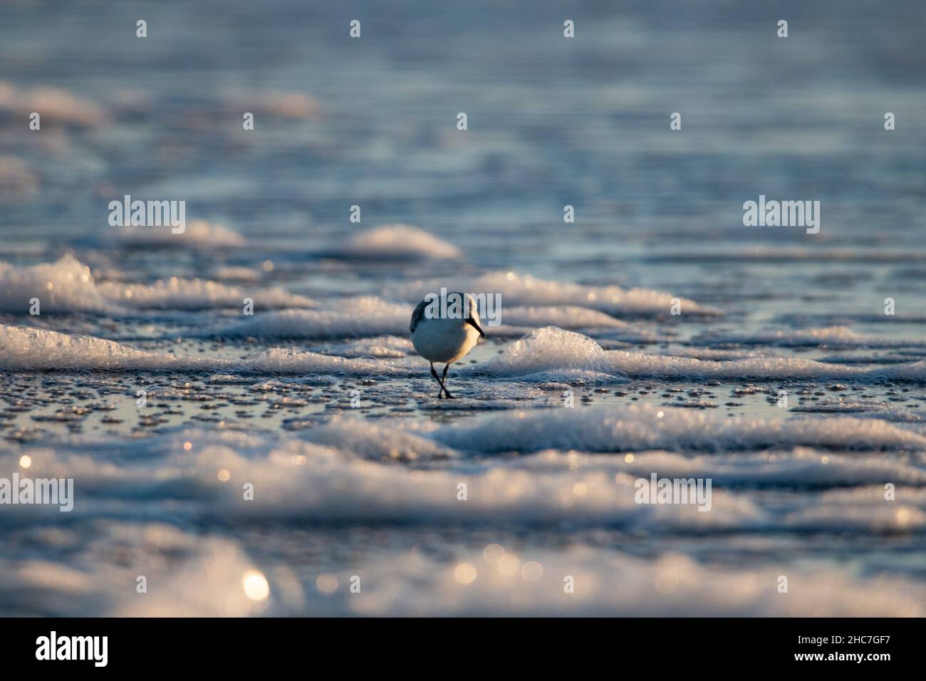 Small bird walking on ice in an endless water full with small pieces of ...
