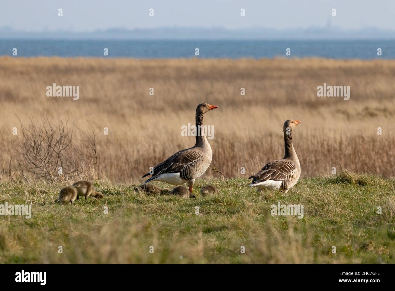 Two gooses with their cubs walking on the field and the water visible ...