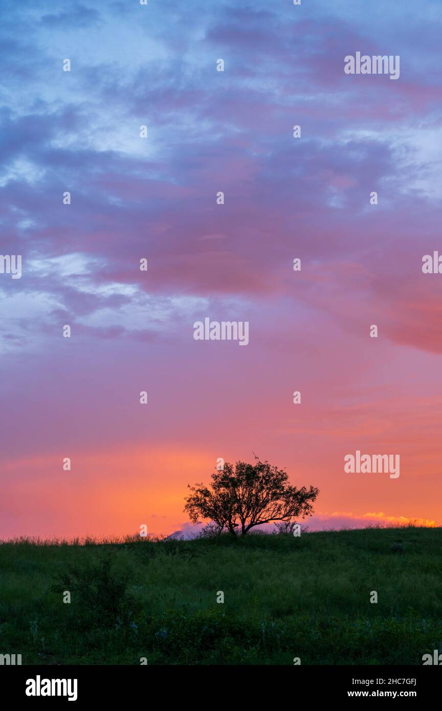 Trees silhouette under sunset hi-res stock photography and images - Alamy