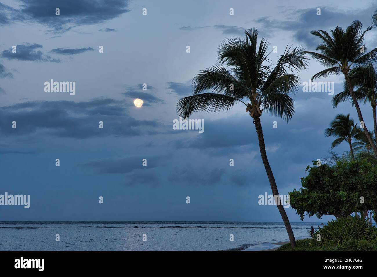 Horizontal scene of full moon setting with palm tree and ocean Stock ...
