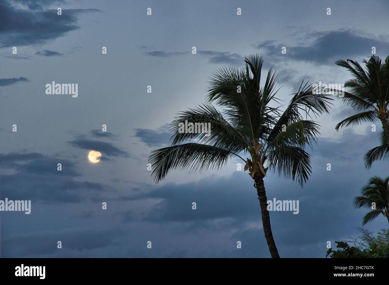 Setting up tree hi-res stock photography and images - Alamy
