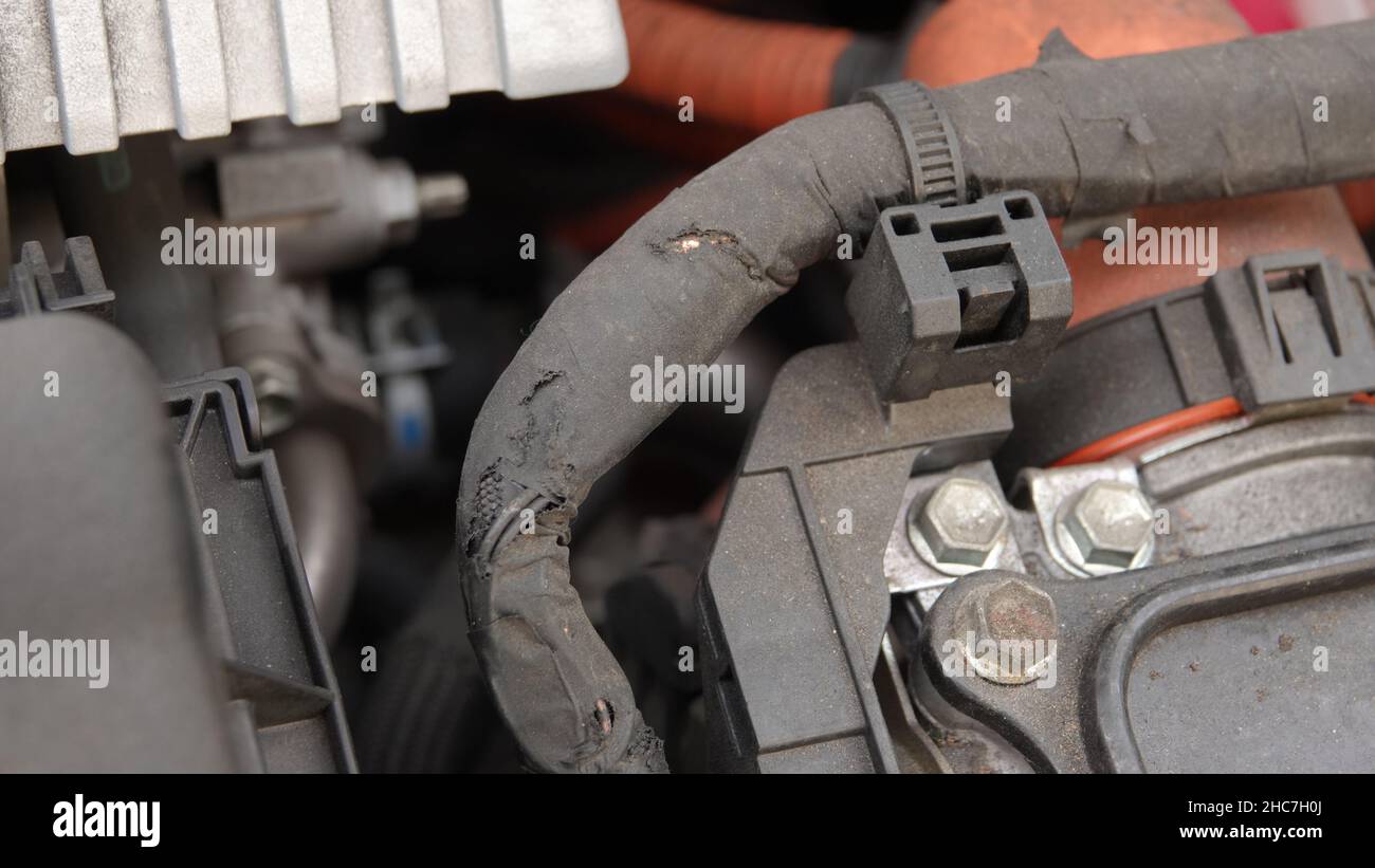 Plastic Rat Teeth Marks