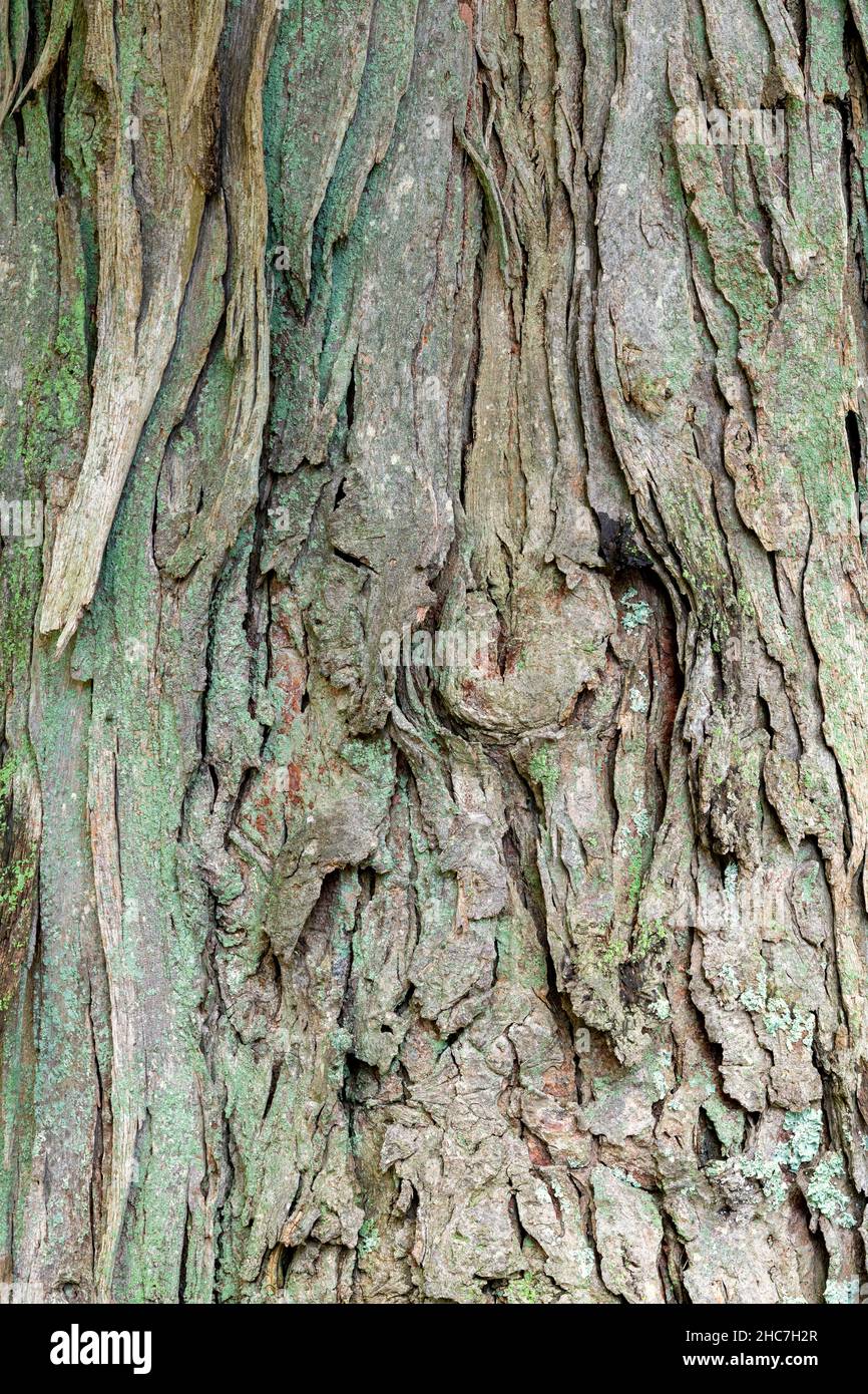 Shagbark hickory (Carya ovata), native tree, Eastern United States, by ...