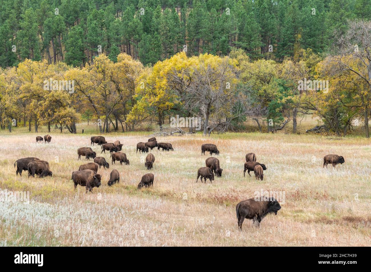 Bison (Bison bison) herd grazing on grasses, Custer SP, South Dakota ...