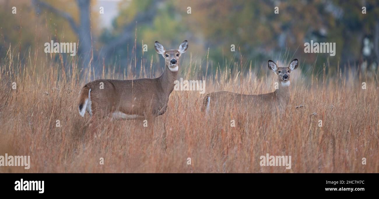 Alert Mule Deer does Odocoileus hemionus) in meadow near woodland ...