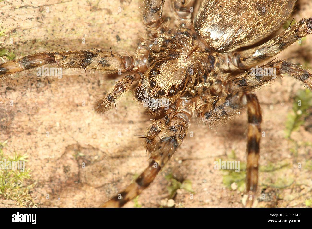 Cycoctenus hi-res stock photography and images - Alamy