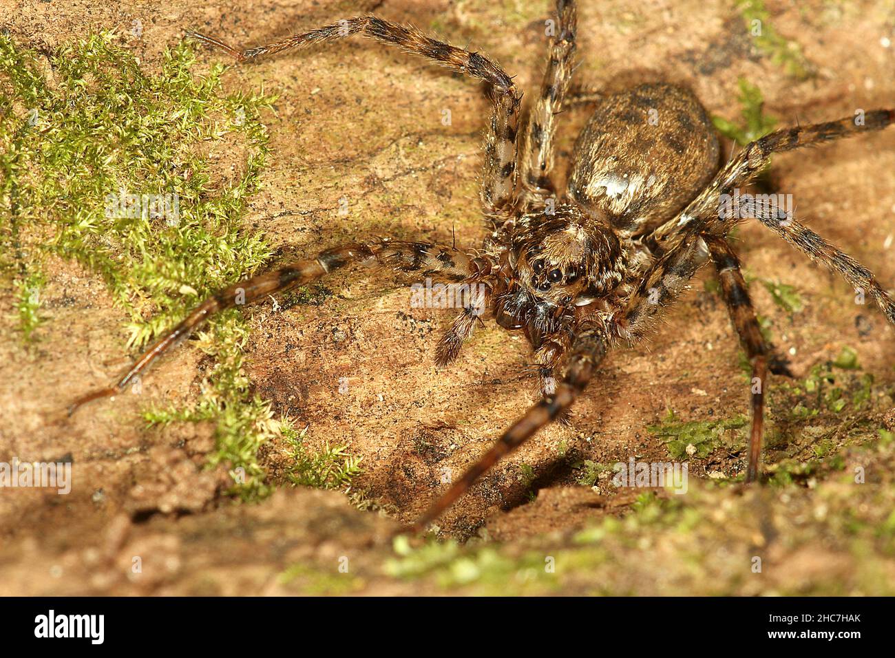 Cycoctenus hi-res stock photography and images - Alamy