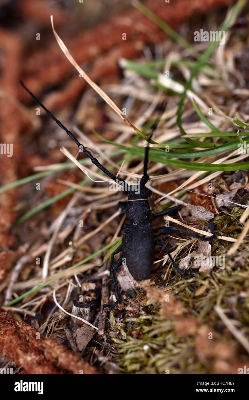 Shallow focus of a Black beetle insect with long antennas on grass in ...