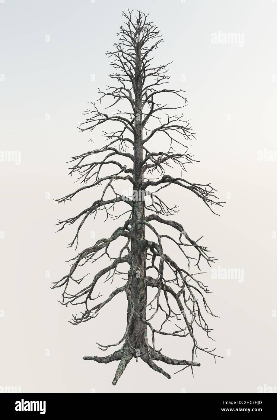 A vertical 3D rendering of a leafless tree on an isolated white ...