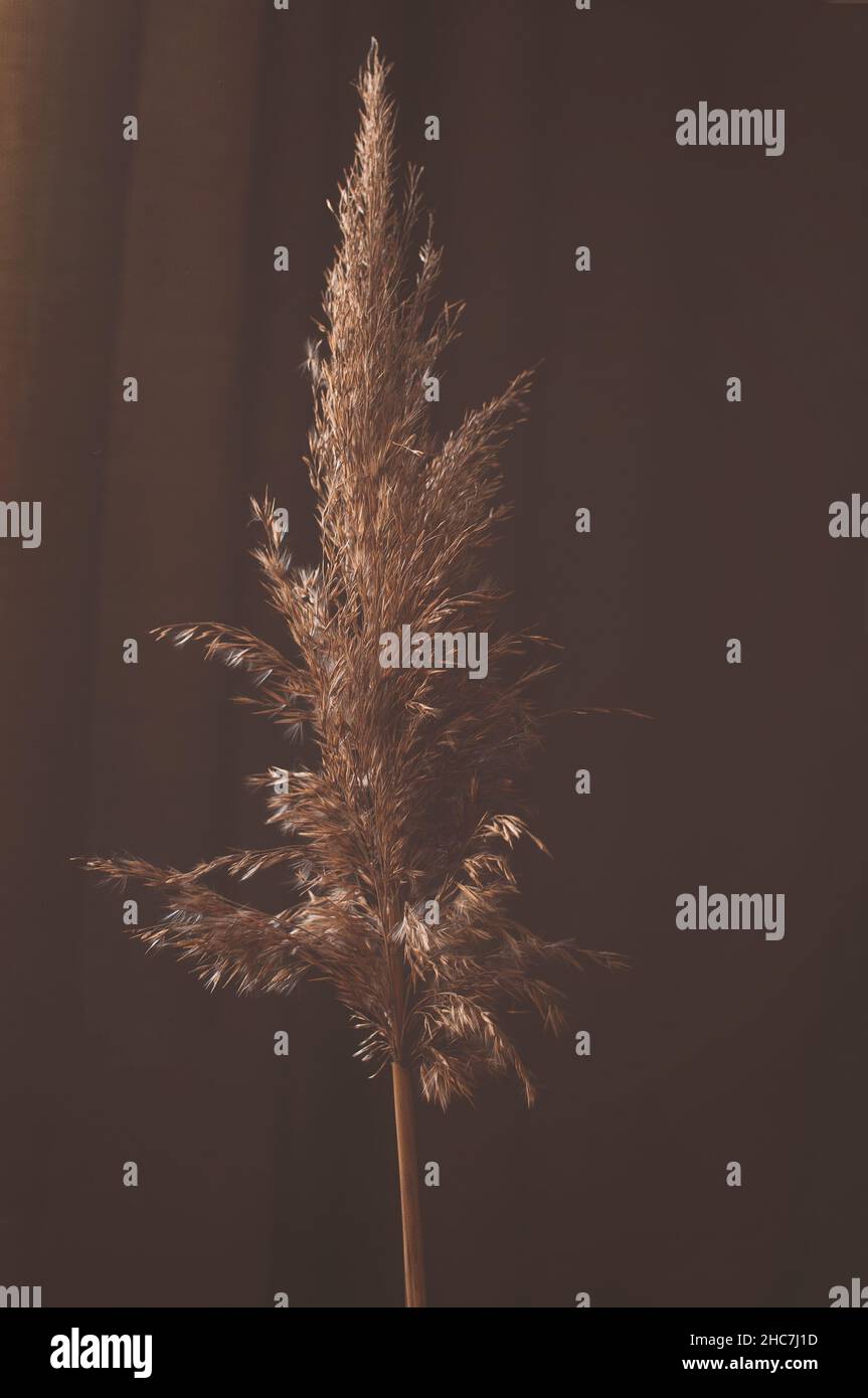 Dry common reed, on a brown background. Coastal reed on a fabric ...