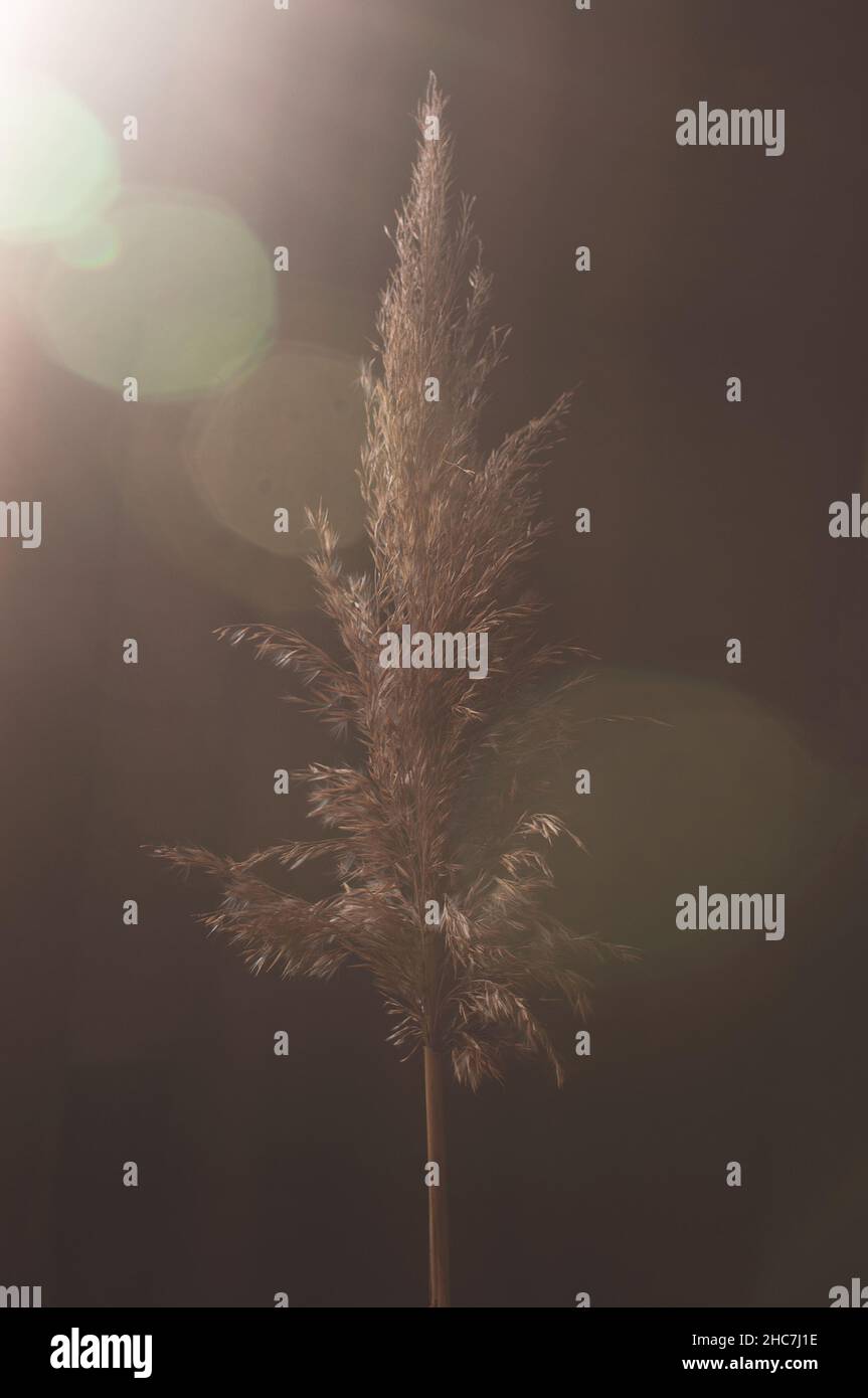 Common dry reed, on a black background. Dry cane on a dark background ...