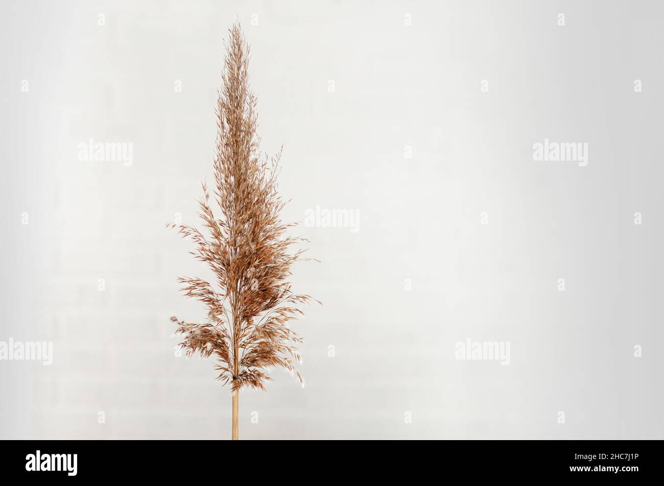 Dry common bulrush, on white background. Coastal reed cowered Stock ...