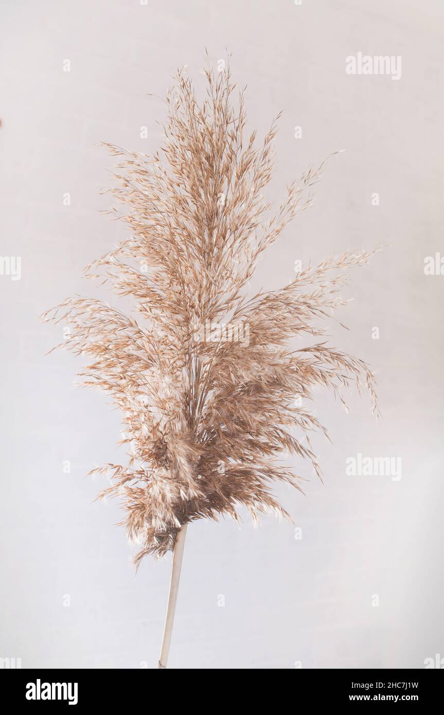 Wildflower style hi-res stock photography and images - Alamy