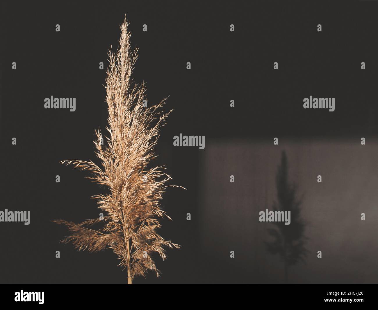Dry common reed, on a black background. Coastal reed on a dark ...