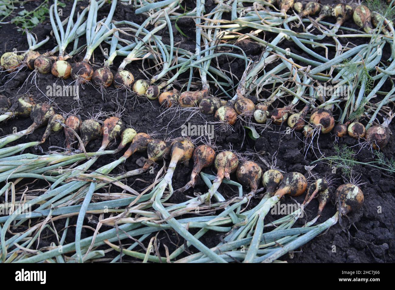 onion; harvest; garden bed; summer; village; Agriculture; dacha; food ...