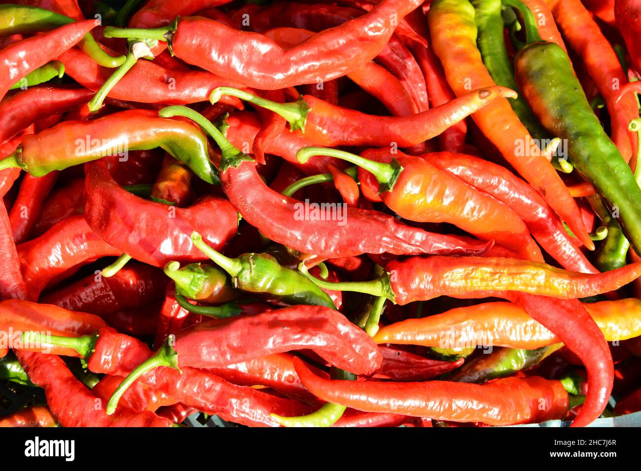 hot peppers; Red pepper; harvest; summer; village; garden bed ...